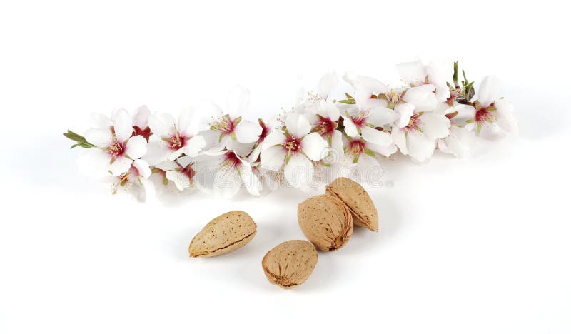 Amandelen en tak stock foto. Image of bloemen, droog, lente - 8453398