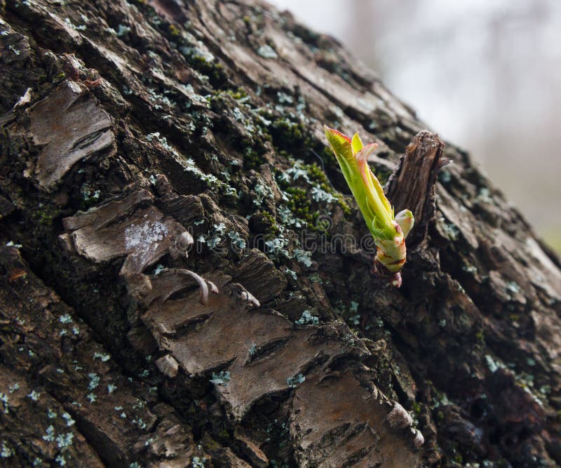 Amandes Vertes De Pousse De Ressort Photo stock - Image du marche ...