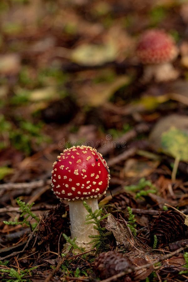 Amanita Muscaria, Fly Agaric Red Toadstool Mushroom Growing in the ...