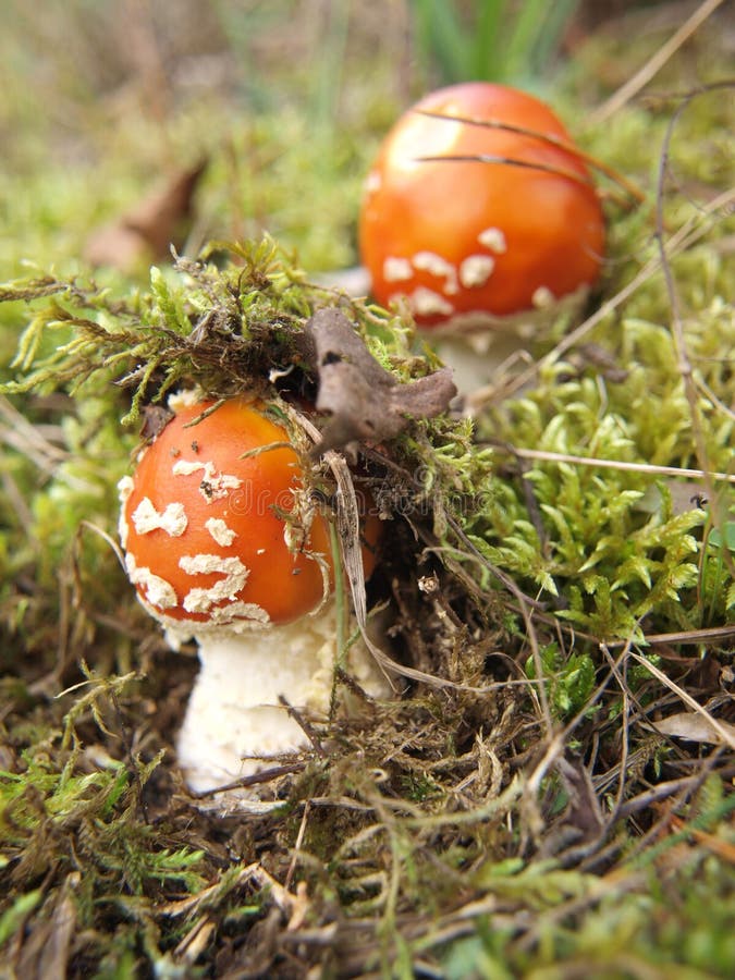 Amanita Muscaria Fly Agarik Stock Photo - Image of forest, insect ...