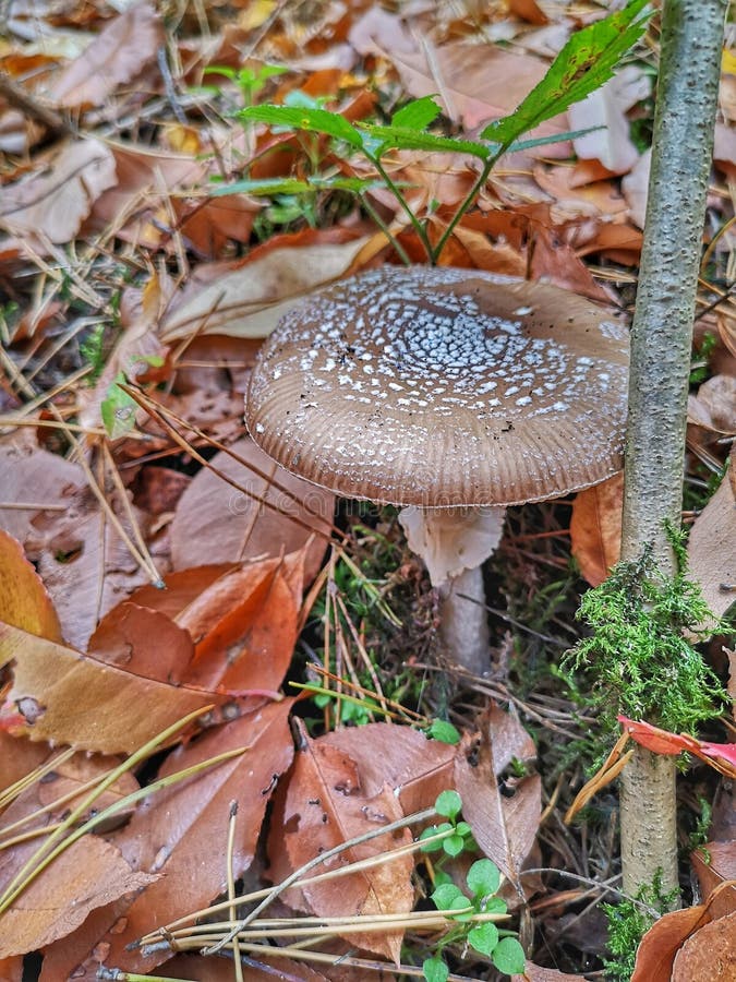 Amanita Pantherina, Panther Cap False Blusher. Stock Image - Image of ...