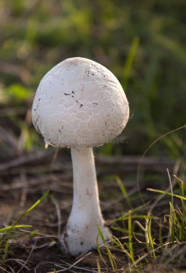 Toadstool (Death Cap) in a Forest Stock Photo - Image of muscaria ...