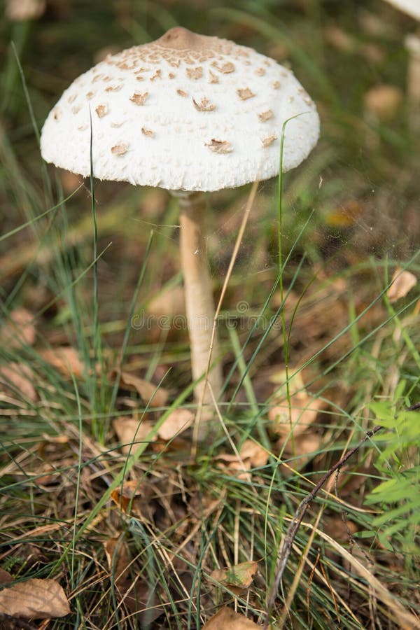 Amanita Phalloides, Known As the Death Cap Stock Image - Image of ...