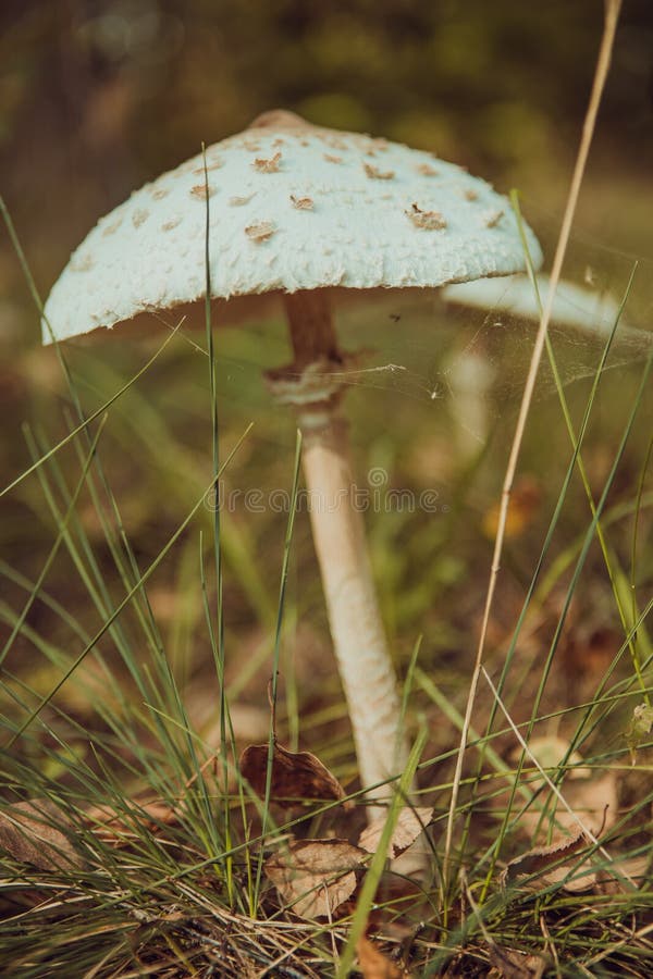 Amanita Phalloides, Known As the Death Cap Stock Image - Image of ...