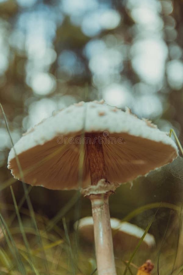Amanita Phalloides, Known As the Death Cap Stock Photo - Image of ...