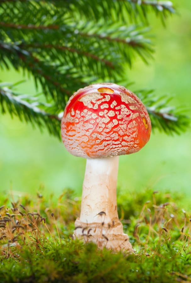 Amanita poisonous mushroom stock photo. Image of green - 16133494 Amanita poisonous mushroom stock photo. Image of green - 16133494