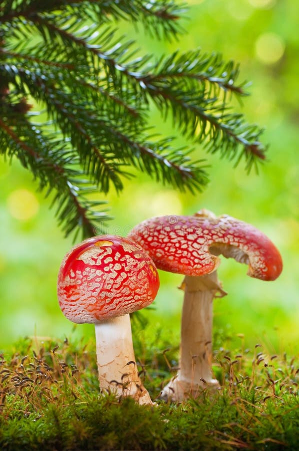Amanita poisonous mushroom stock photo. Image of green - 16133494 Amanita poisonous mushroom stock photo. Image of green - 16133494