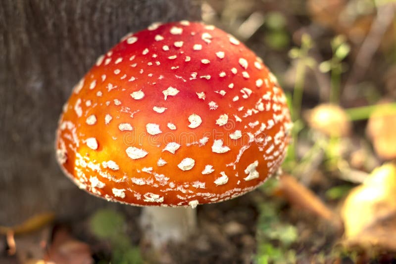 Amanita, with a Red Spotted Hat in the Forest Stock Image - Image of ...