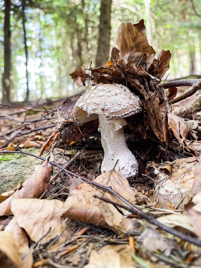 Amanita Rubescens, Blushing Amanita in Czech Forest. July 18, 2021 ...