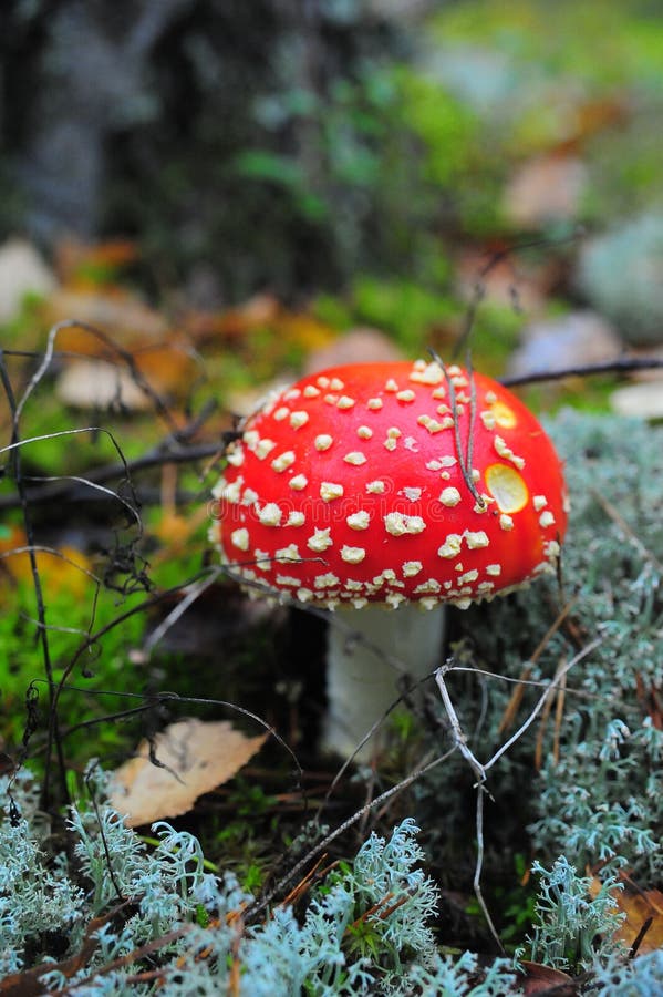 Amanite image stock. Image of détail, fée, nature, biologie - 33512413