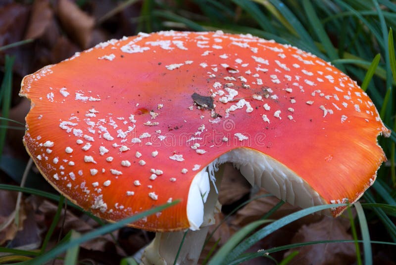 Amanite falloide stock photo. Image of phalloides, story - 22146644