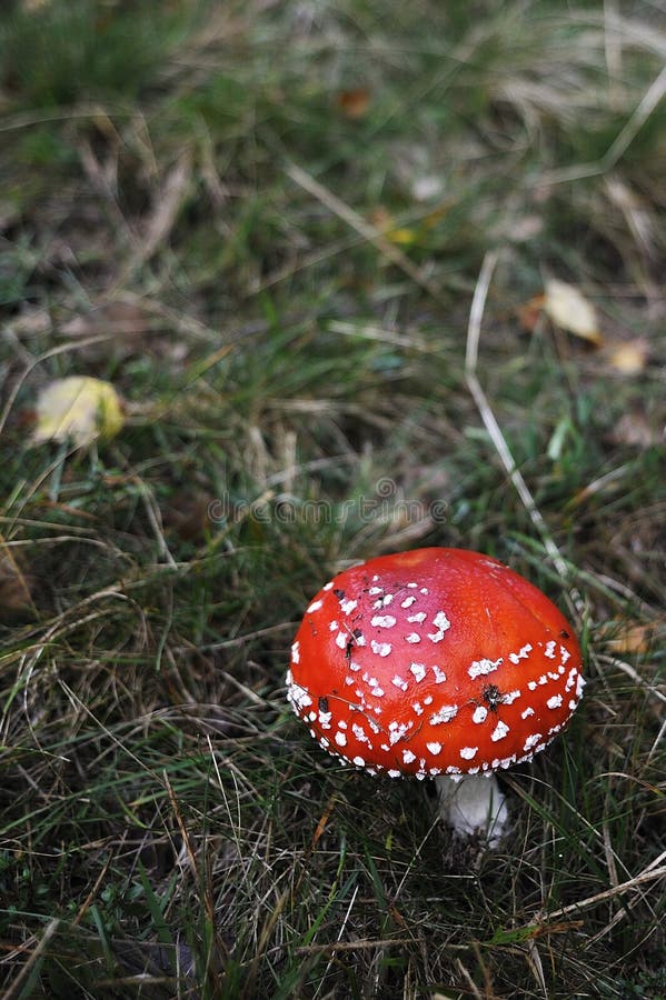 Amanite muscaria stock image. Image of grow, forest, amanite - 27408341