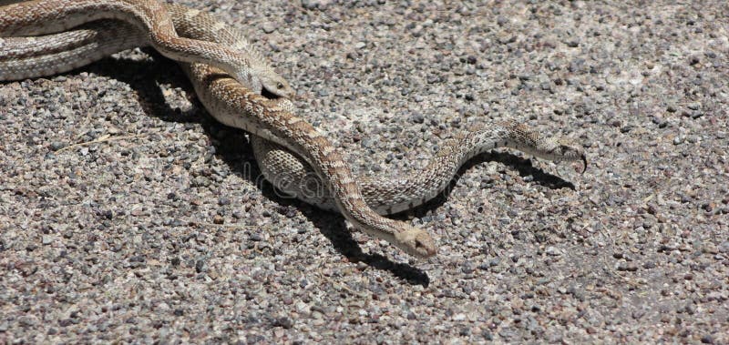 Accouplement De Serpents De Gopher Photo stock - Image du accouplement ...