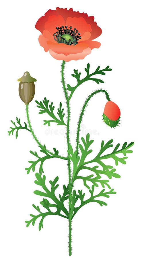 Amapola ilustración del vector. Ilustración de rojo, amapola - 11052263