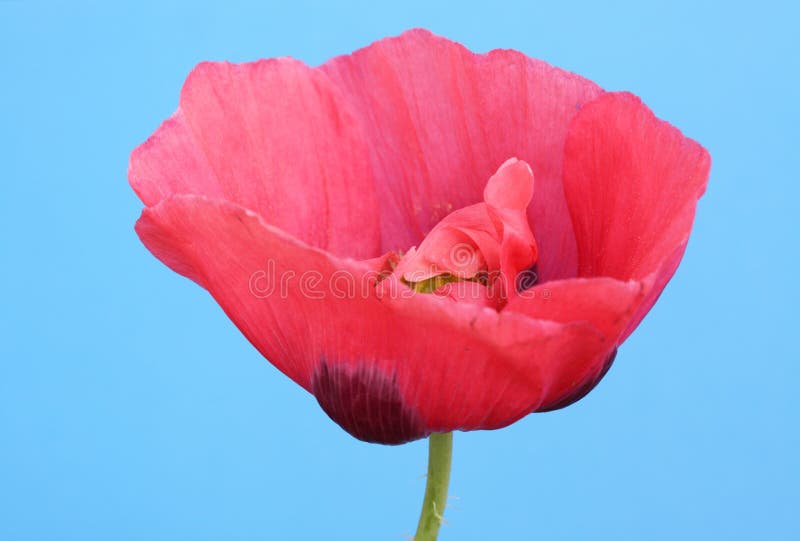 Amapola foto de archivo. Imagen de rosa, anual, amapola - 15045728