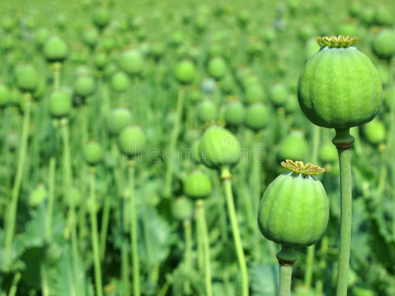 Amapola De Opio, Papaver - Somniferum Flor De La Amapola Foto de ...