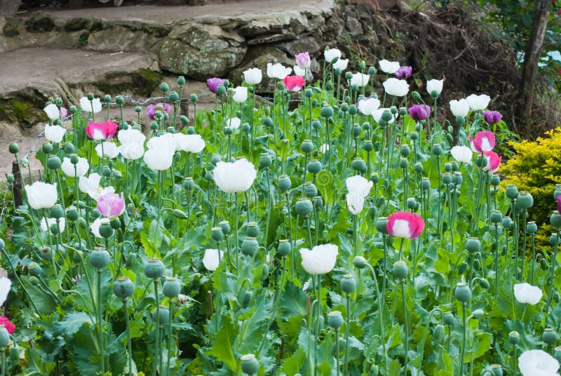 Amapola de opio colorida imagen de archivo. Imagen de color - 49298515