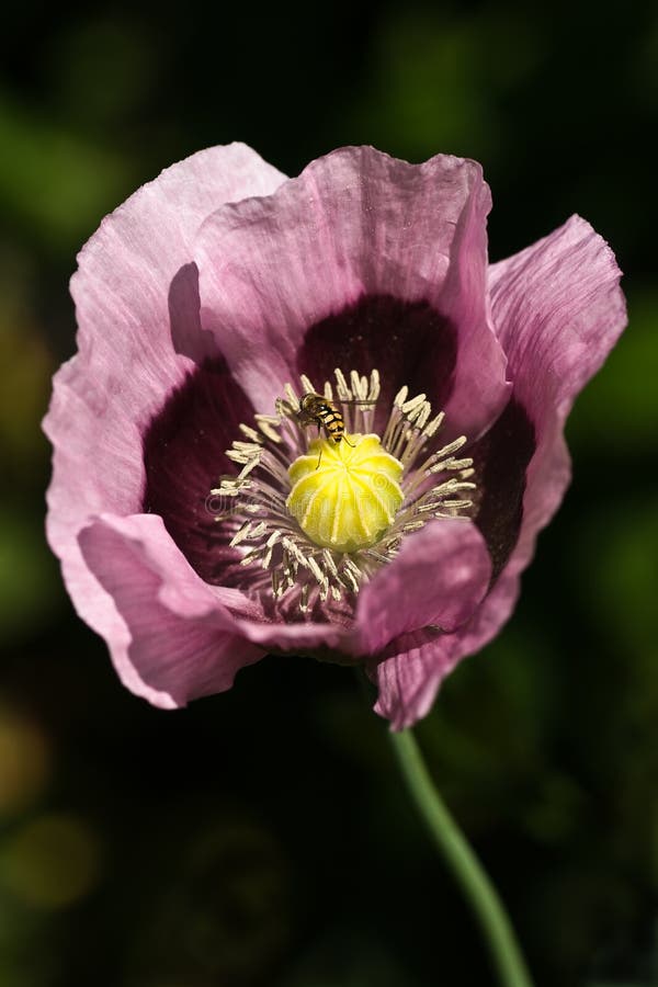 Papaver - Somniferum, Amapola De Opio, Mármol-flor Imagen de archivo ...