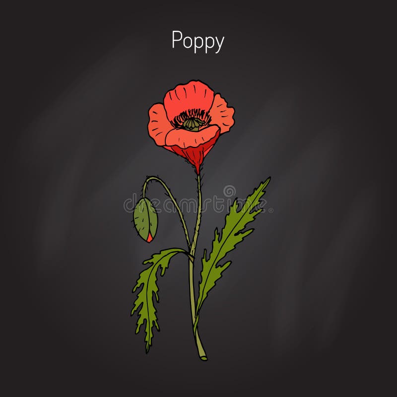 Amapola De Opio O Papaver - Somniferum Ilustración del Vector ...