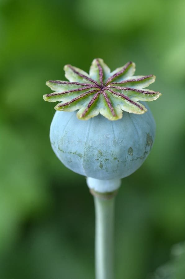 Amapola De Opio - Papaver - Somniferum Imagen de archivo - Imagen de ...