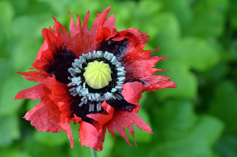 Amapola De Opio - Papaver - Somniferum Imagen de archivo - Imagen de ...