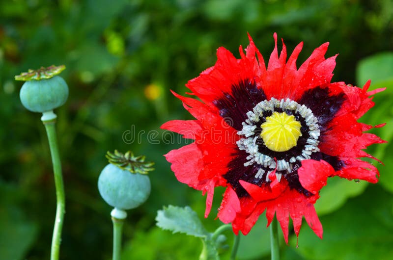 Amapola De Opio - Papaver - Somniferum Imagen de archivo - Imagen de ...