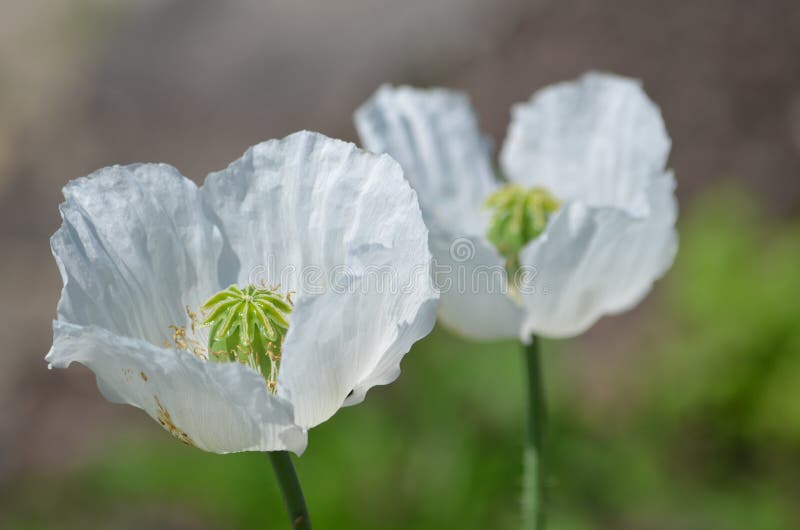 Amapola De Opio - Papaver - Somniferum Imagen de archivo - Imagen de ...