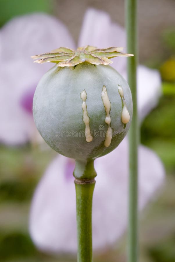 Amapola De Opio (Papaver - Somniferum) Foto de archivo - Imagen de ...