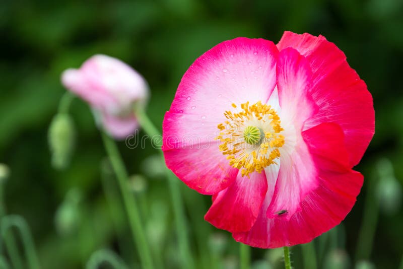 Amapola rosada imagen de archivo. Imagen de detalle, amapola - 33018505