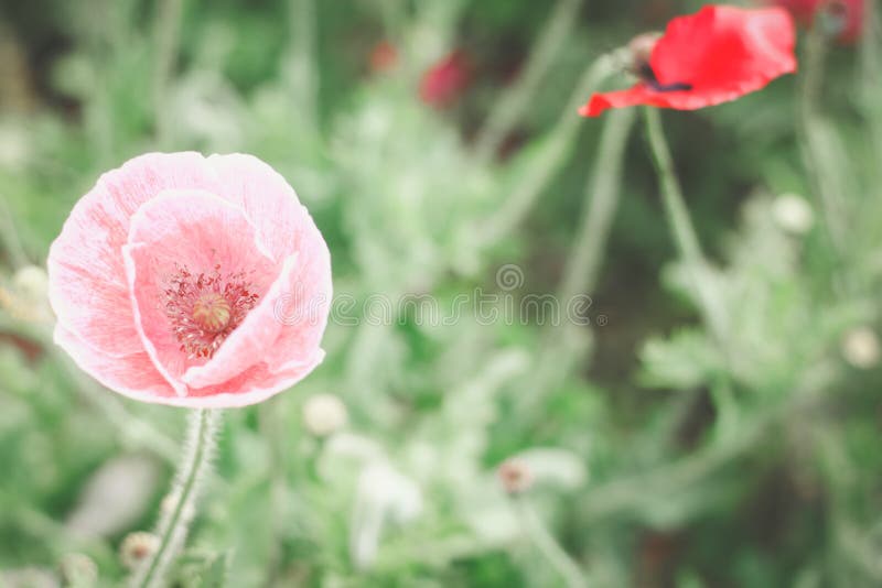 Amapola Del Color De Rosa En Colores Pastel Imagen de archivo - Imagen ...