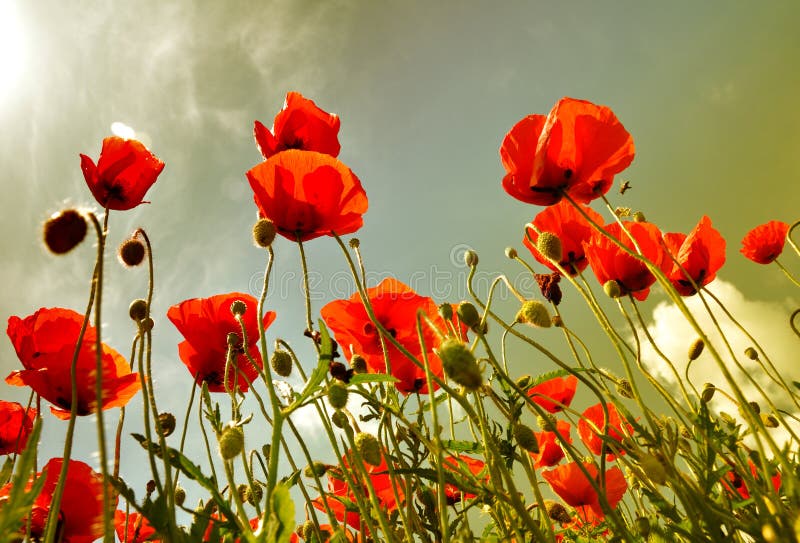 Amapolas imagen de archivo. Imagen de azul, amapola, granja - 14487907