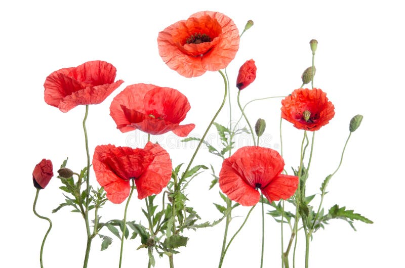Ramo de amapolas rojas foto de archivo. Imagen de planta - 144251616