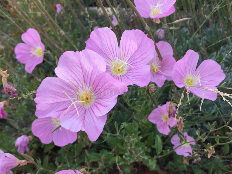 Amapolas rosadas imagen de archivo. Imagen de flores - 93393041