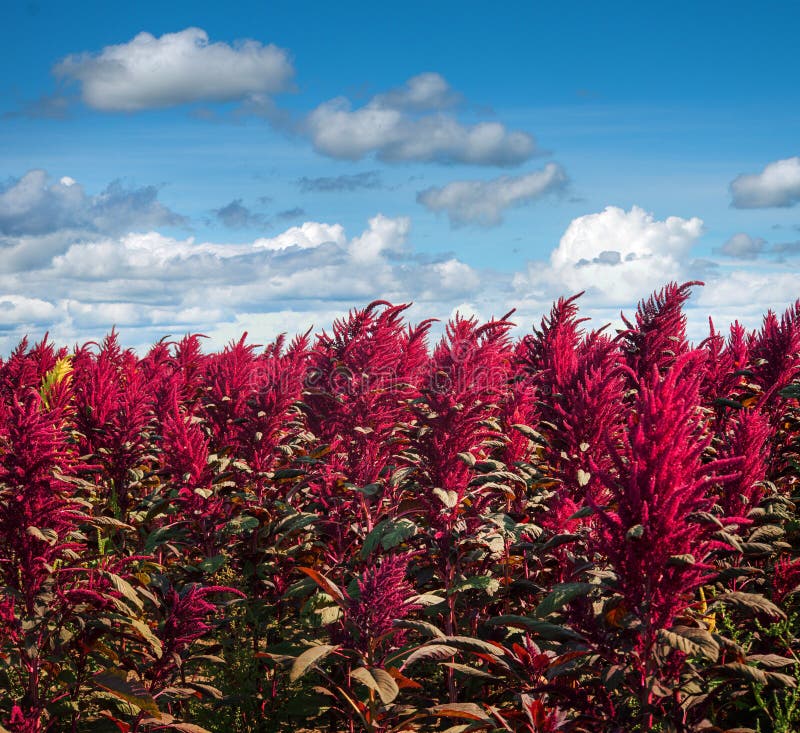 Amaranth, Beautiful Red Color, a Field Under a Blue Sky with Clouds ...