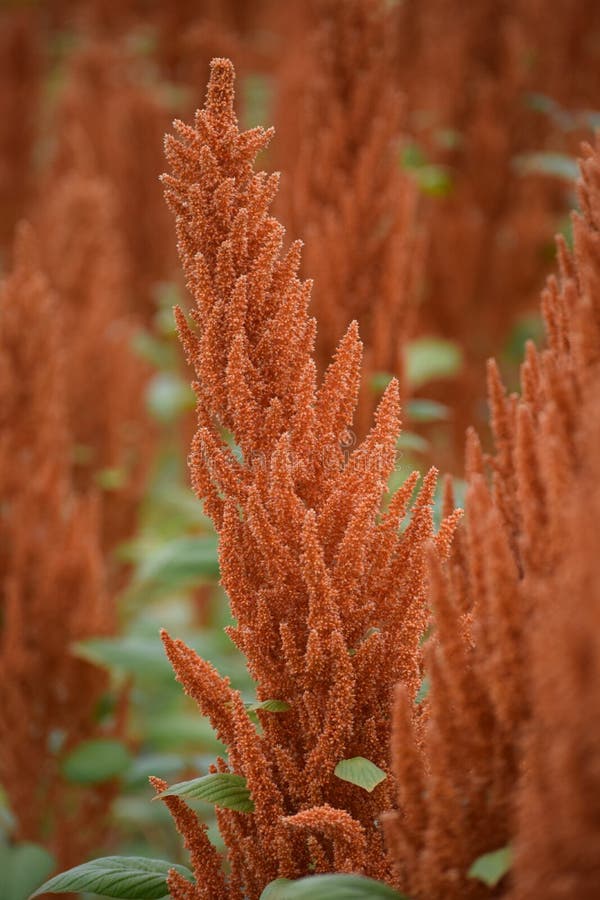Amaranth on a Field stock photo. Image of extraordinary - 156477130