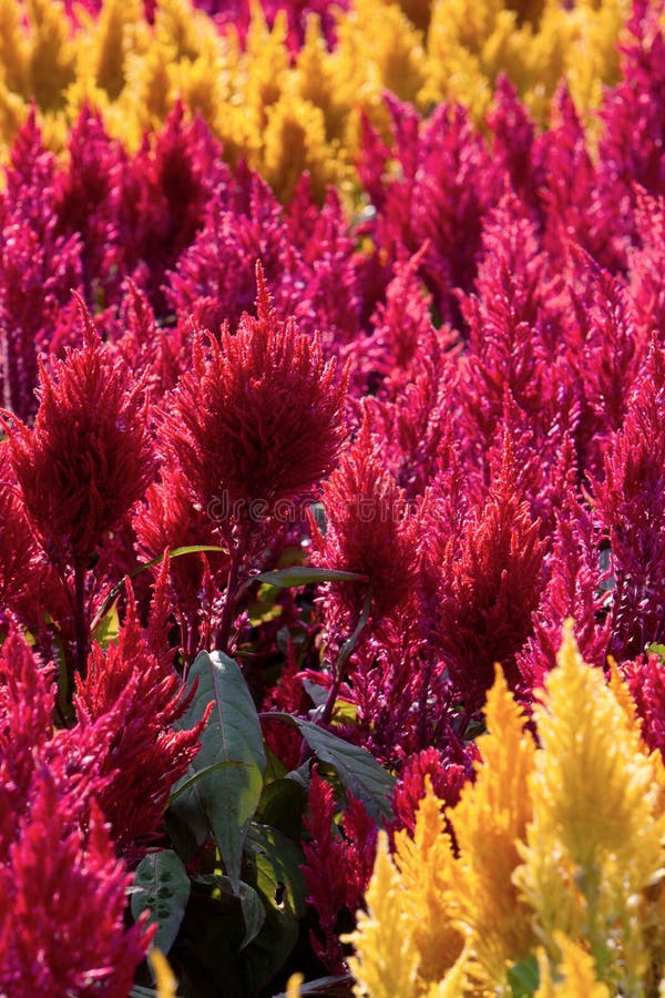 The Amaranth Field. Colorful Flowers Back Ground Stock Photo - Image of ...