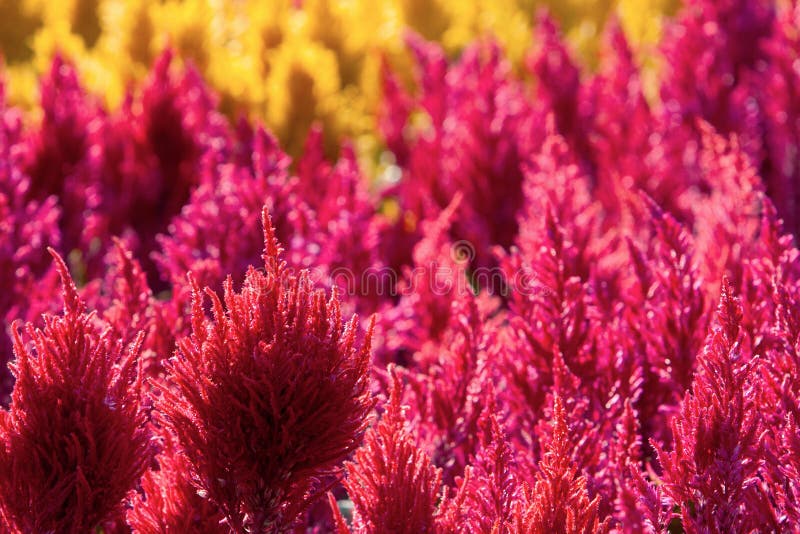 The Amaranth Field. Colorful Flowers Back Ground Stock Photo - Image of ...