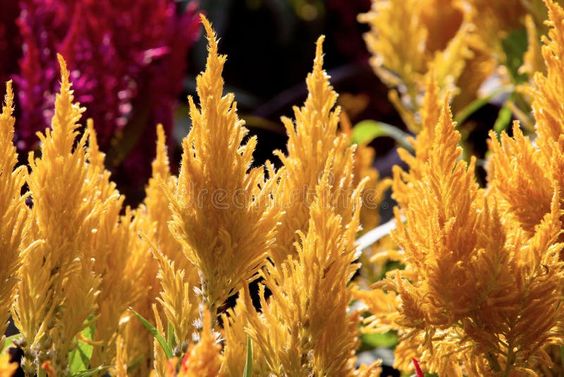The Amaranth Field. Colorful Flowers Back Ground Stock Image - Image of ...