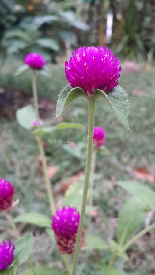 Amaranth editorial image. Image of amaranth, fresh, pink - 53265200