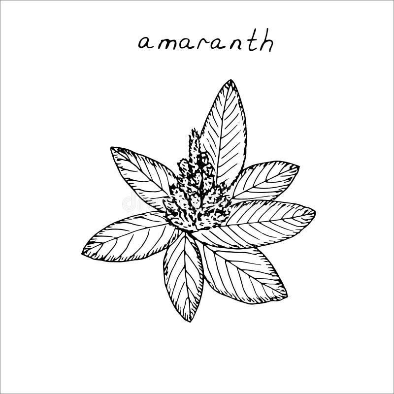 Amaranth Flower Drawing Sketch Coloring Page