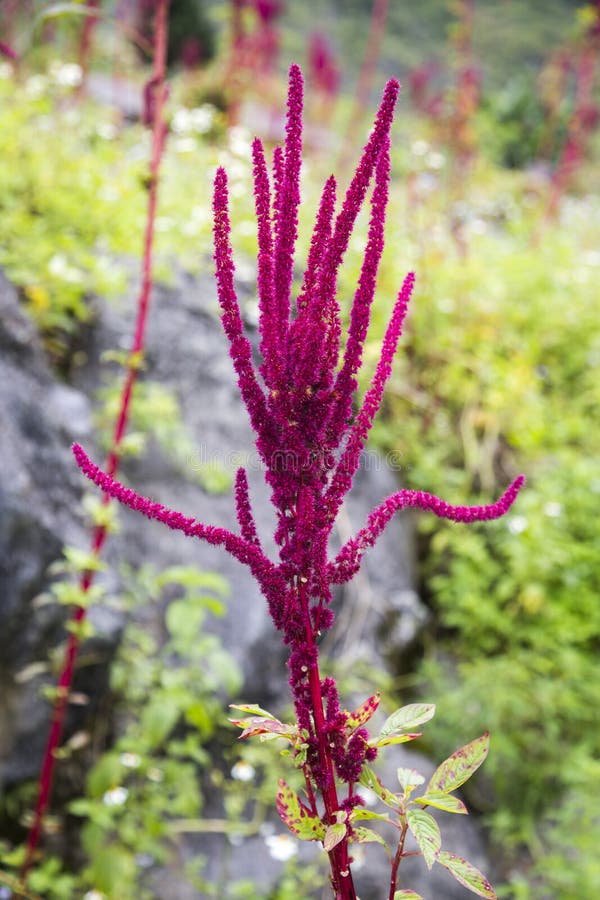 Amaranth Flower in the Nature Stock Image - Image of spring, blossom ...