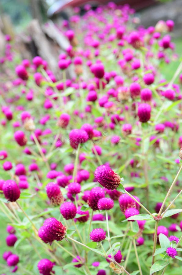Amaranth flower stock photo. Image of blue, beauty, macro - 45753522
