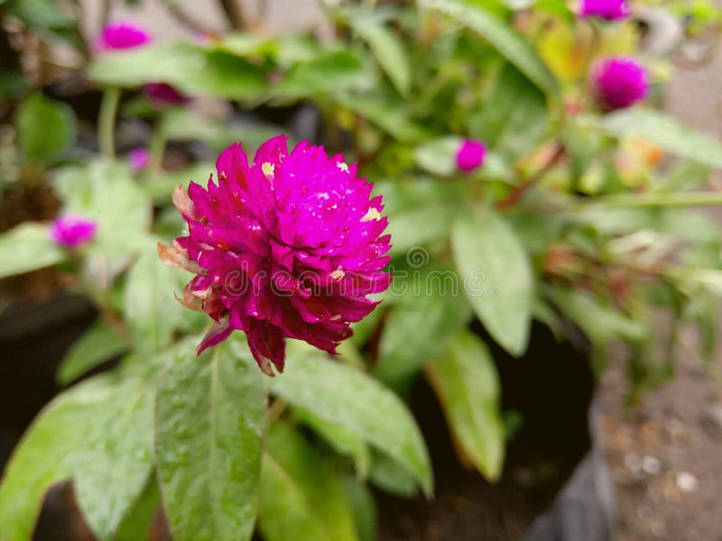 Amaranth Flower with a Striking Color Stock Image - Image of blossom ...