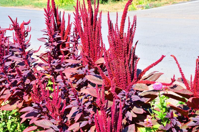 Amaranth in the garden stock photo. Image of leaf, blooming - 102548334