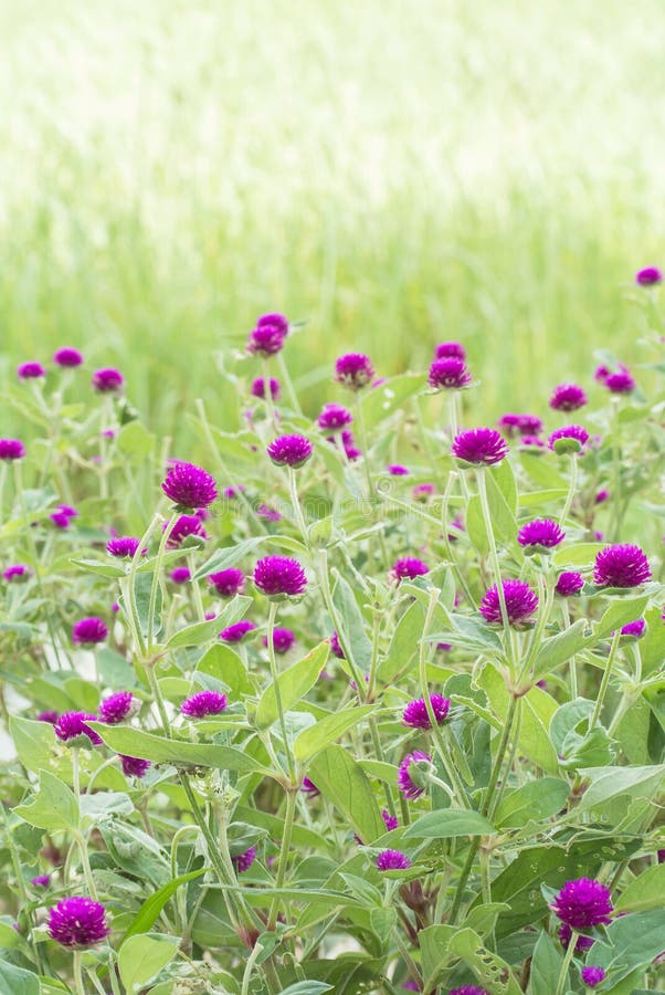 Amaranth flower stock image. Image of nature, asian, wild - 36689299