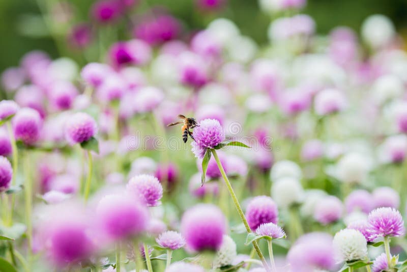 Amaranth flowers stock image. Image of pollen, garden - 62459759