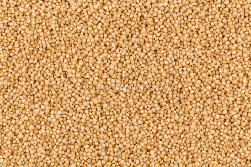 Amaranth grain closeup stock image. Image of vegan, food - 268561159