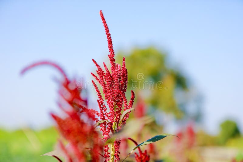Amaranth grain field stock image. Image of farming, crop - 133219057