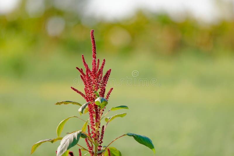 Amaranth grain field stock photo. Image of closeup, garden - 133217700