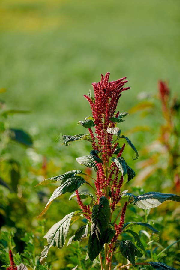 Amaranth grain field stock image. Image of farm, bloom - 133217917